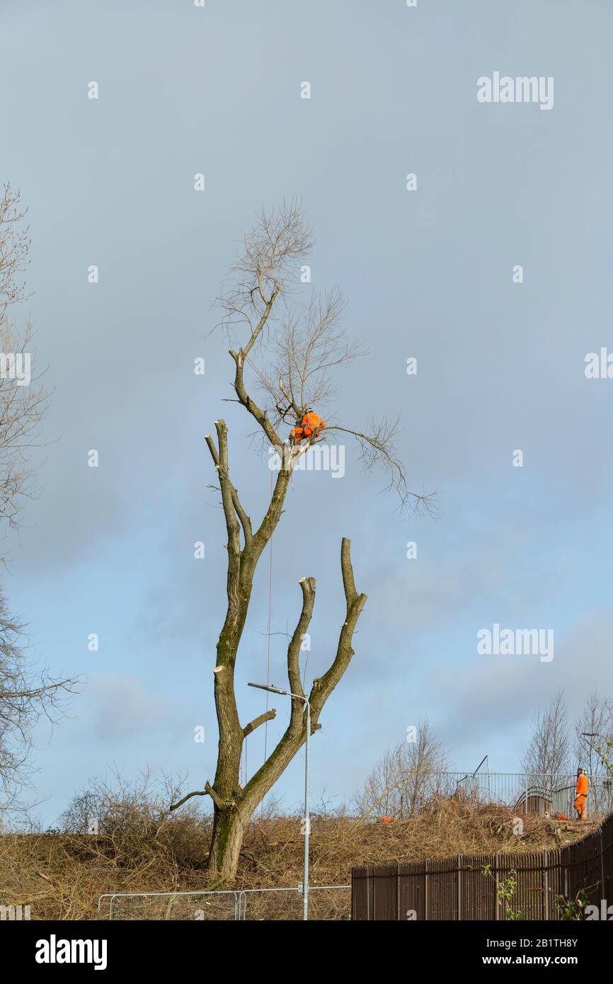 Tree surgeon working with a chainsaw and ropes to remove branches high ...