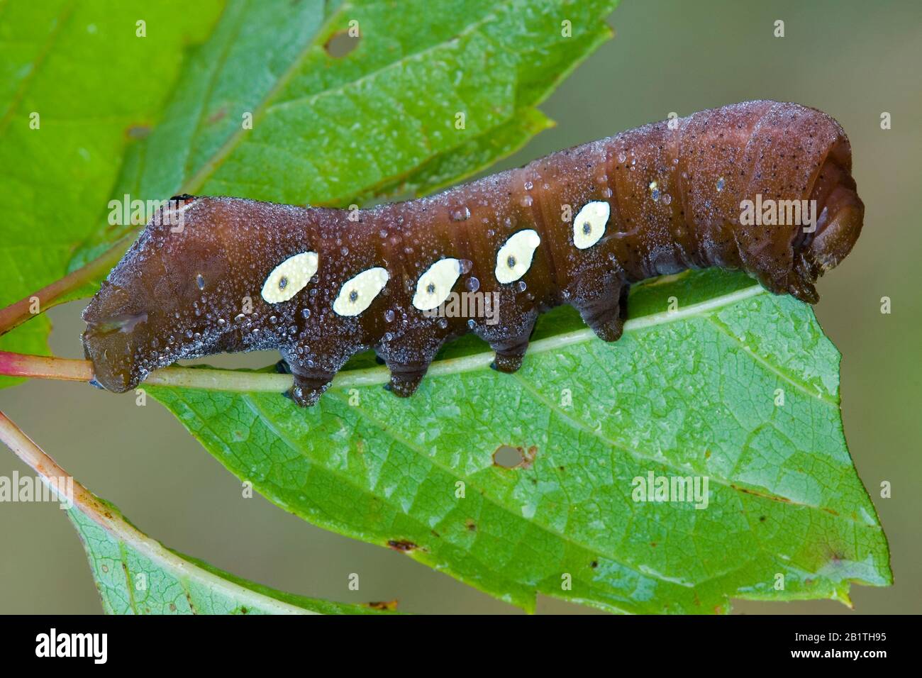 Pandora Sphinx Moth Larva (Eumorpha pandorus) on Wild Grape leaf (Vitis ...