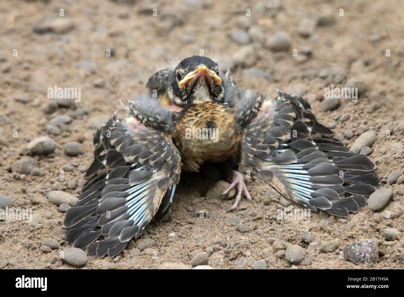 Two parents working hard to feed hi-res stock photography and images ...