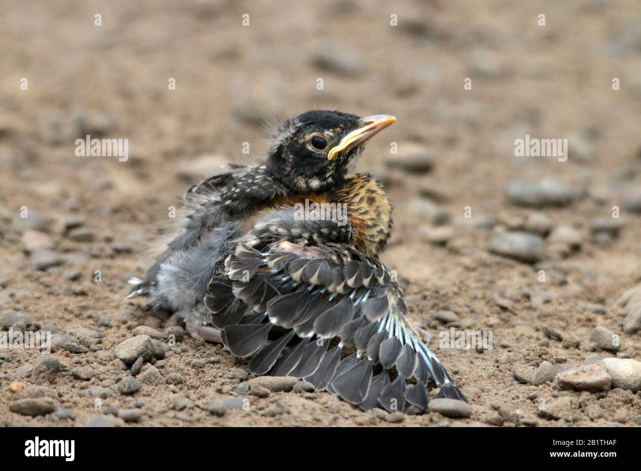 Robin life cycle hi-res stock photography and images - Alamy