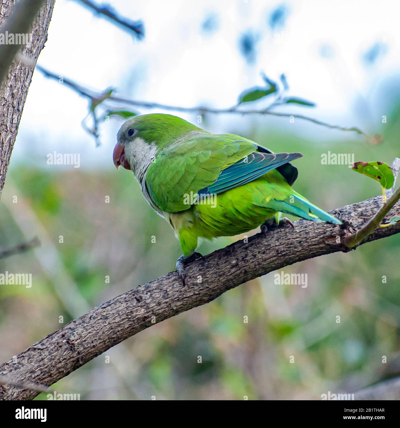 Alexandrine parakeet (Psittacula eupatria), also known as the ...