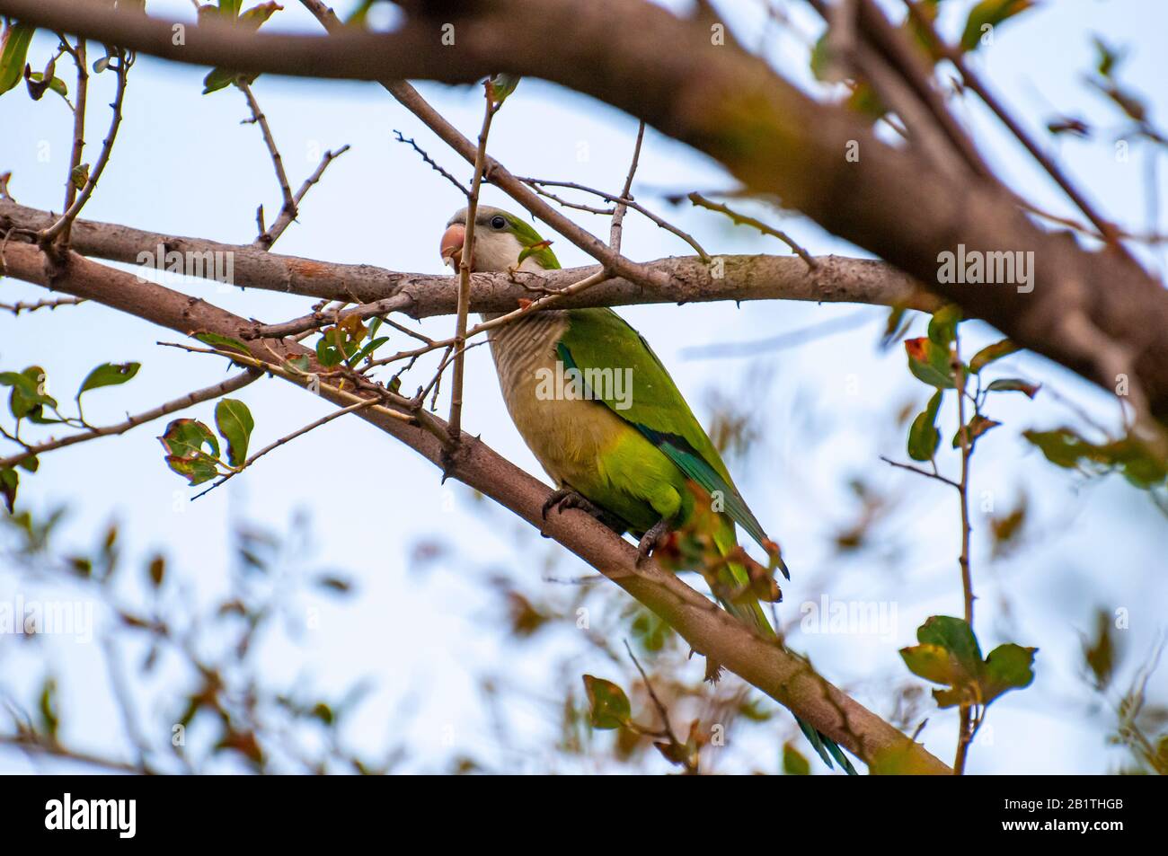 Alexandrine parrot hi-res stock photography and images - Alamy