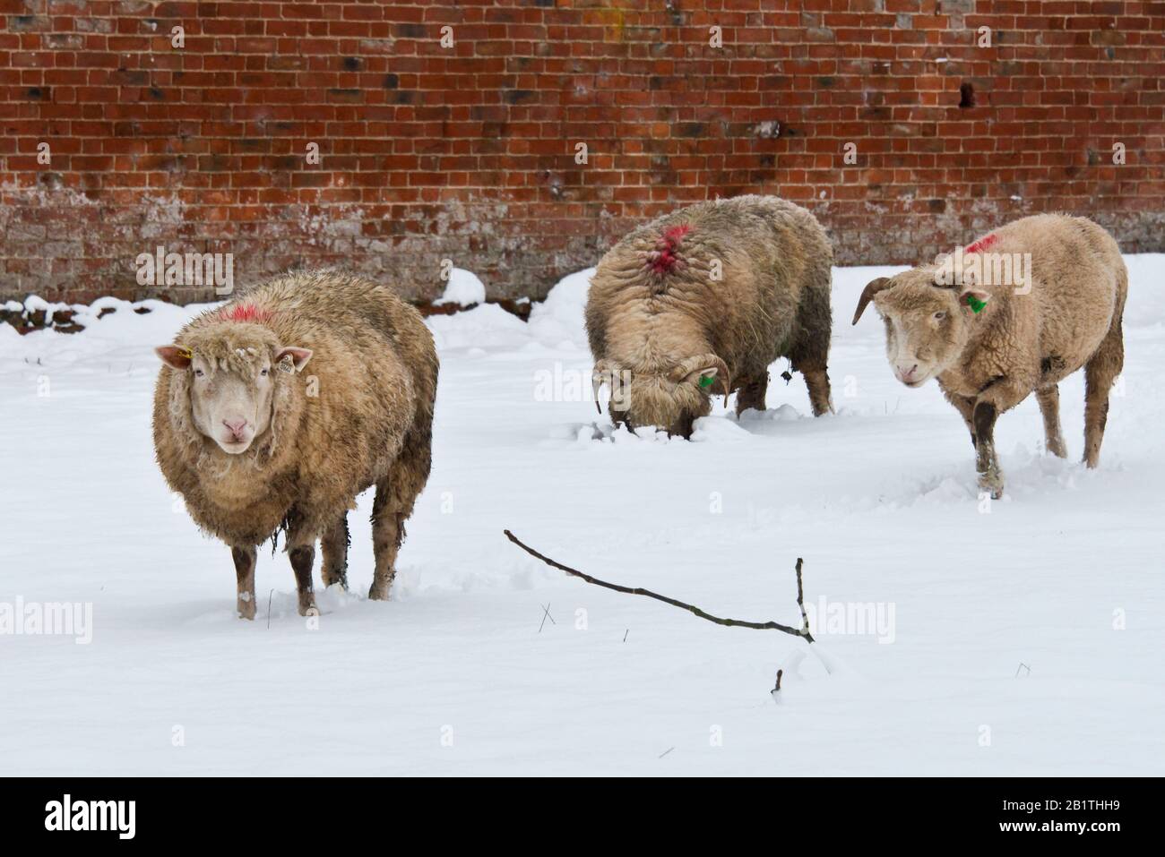 Haydon house farm hi-res stock photography and images - Alamy