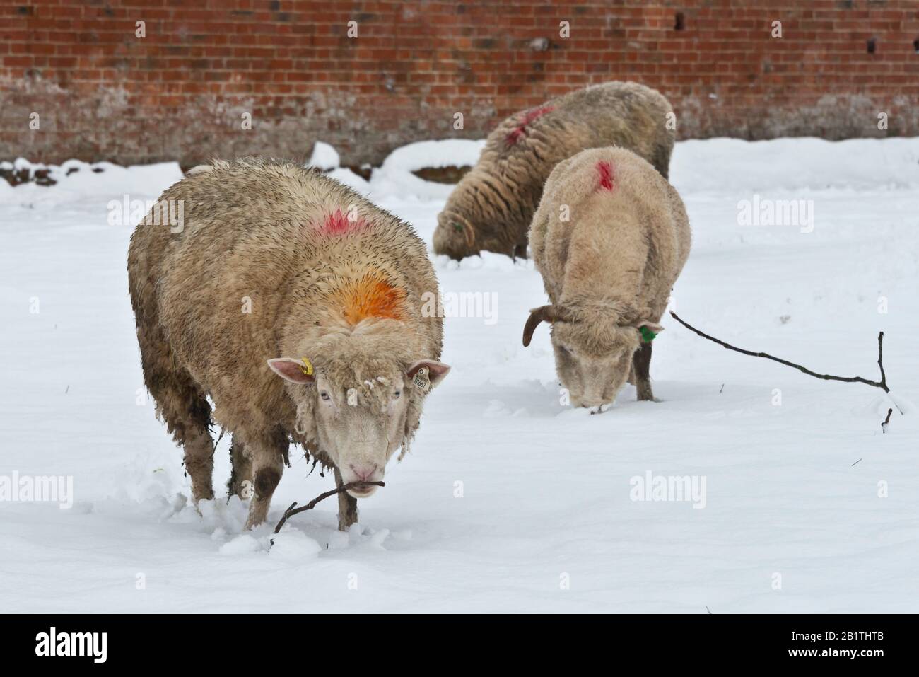 Haydon house farm hi-res stock photography and images - Alamy
