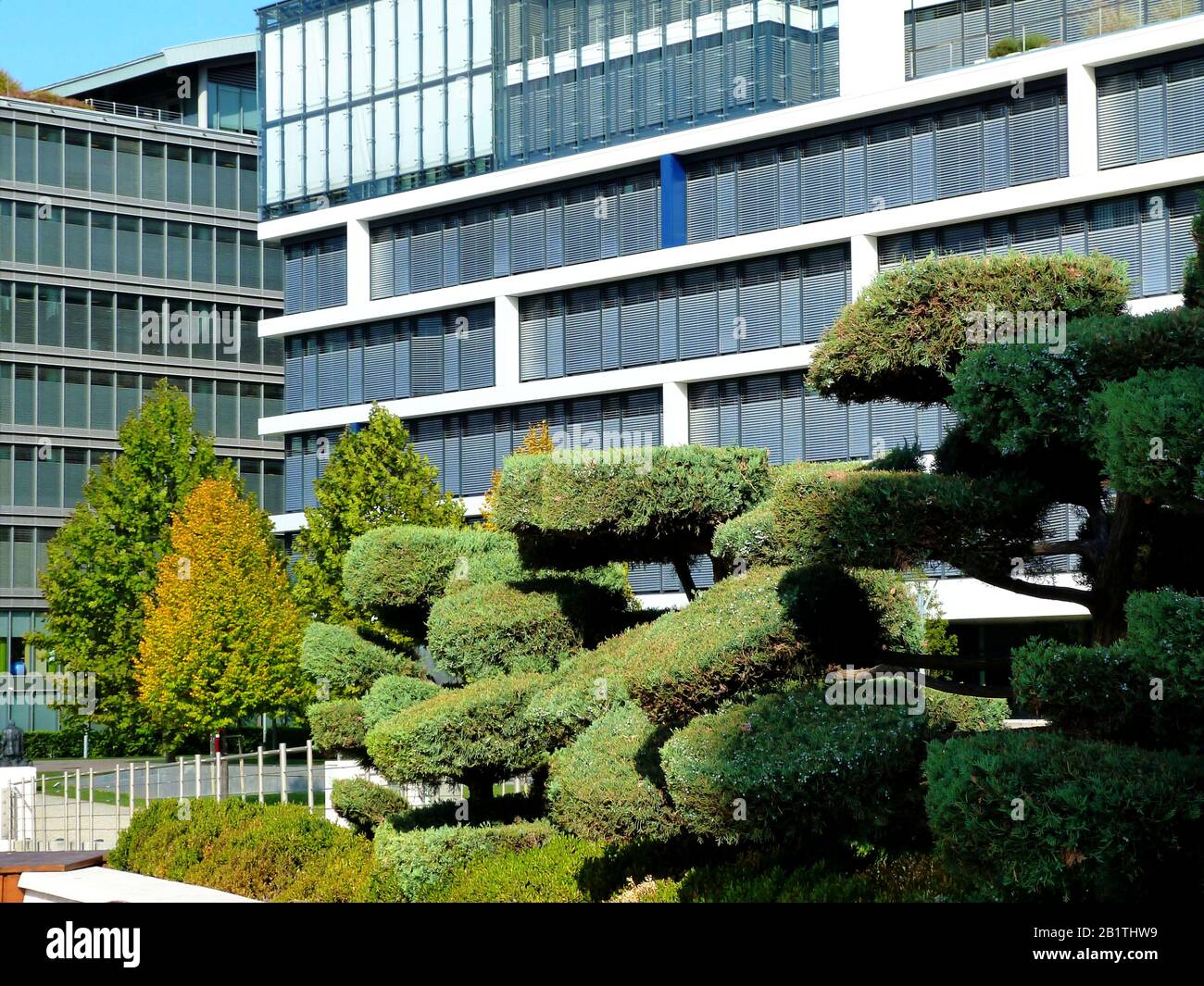 perfectly shaped green coniferous shrubs in public park with modern ...