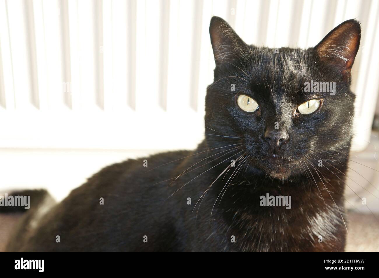 Face feline hi-res stock photography and images - Alamy