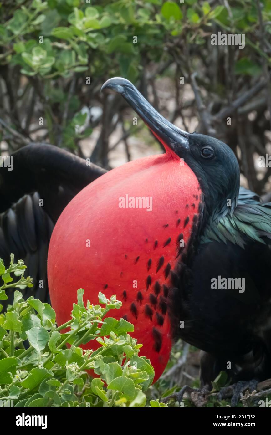 Frigate bird male female hi-res stock photography and images - Alamy
