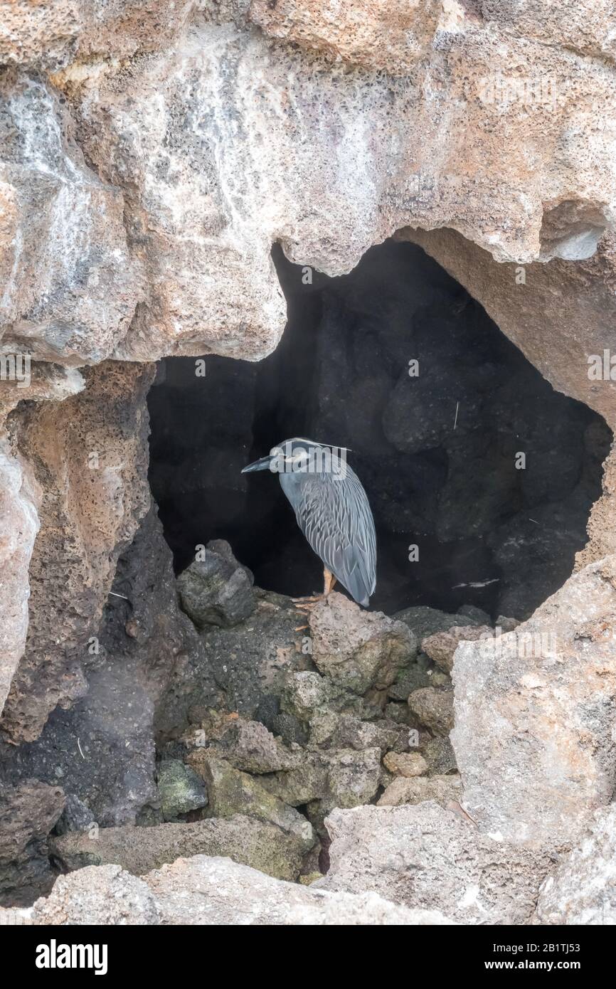 Zoologygg hi-res stock photography and images - Alamy