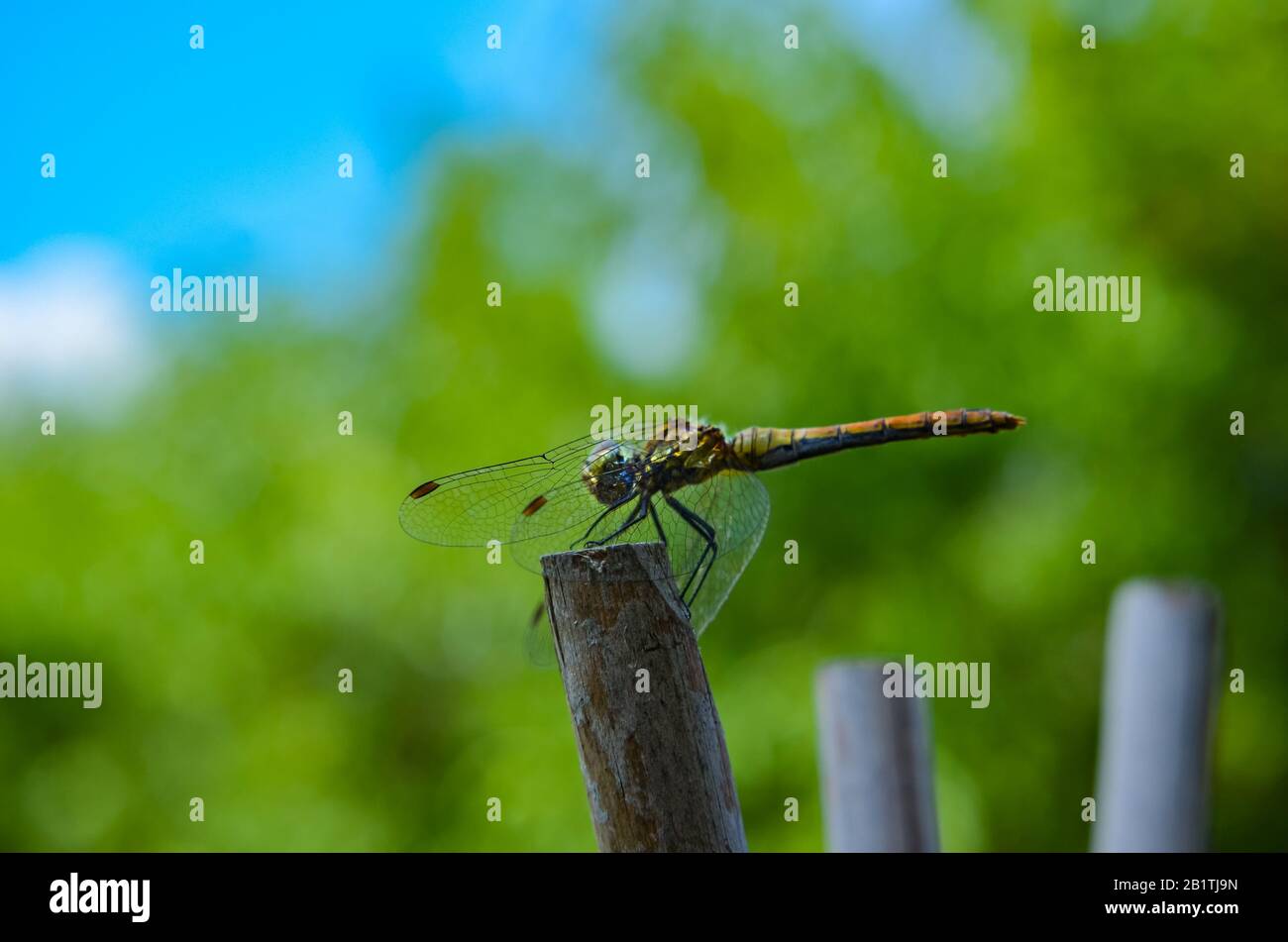 Dragonfly lovers hi-res stock photography and images - Alamy