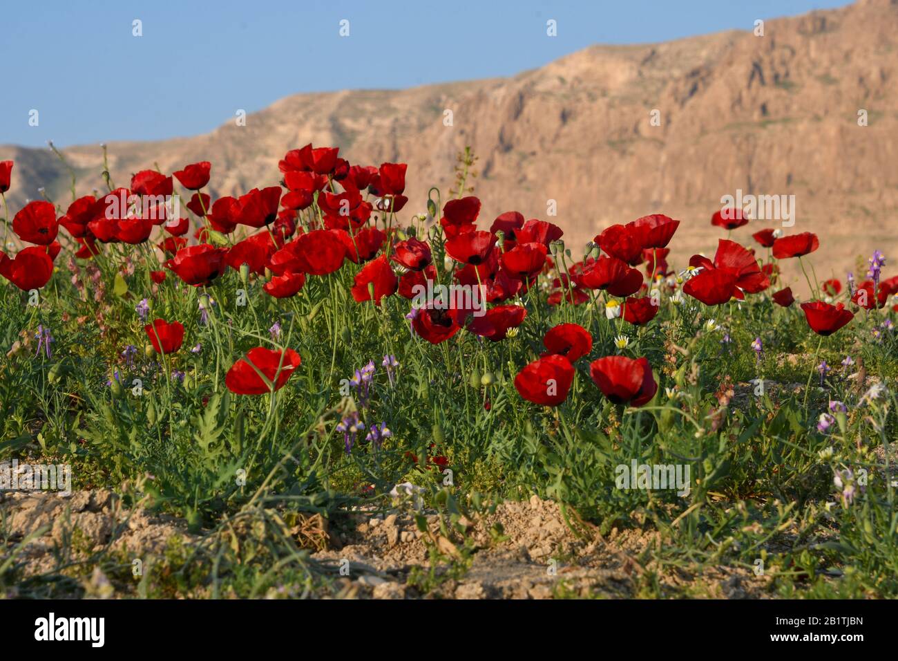Poppies israel hi-res stock photography and images - Alamy