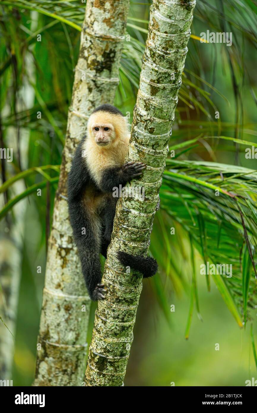 White-headed capuchin (Cebus capucinus) climbing up a tree trunk with ...