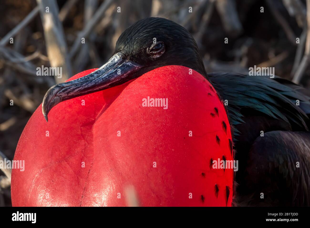 Male frigate bird with its bright red throat pouch fully puffed in hope ...