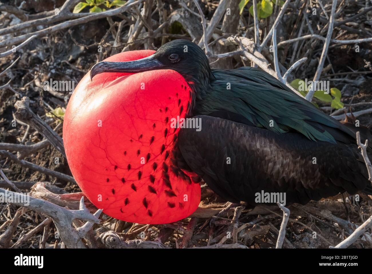 Male frigate bird with its bright red throat pouch fully puffed in hope ...