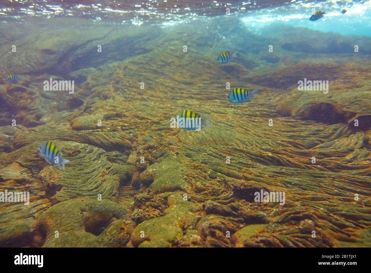 Lava flows underwater, Santiago Island, Galapagos Islands, Ecuador ...