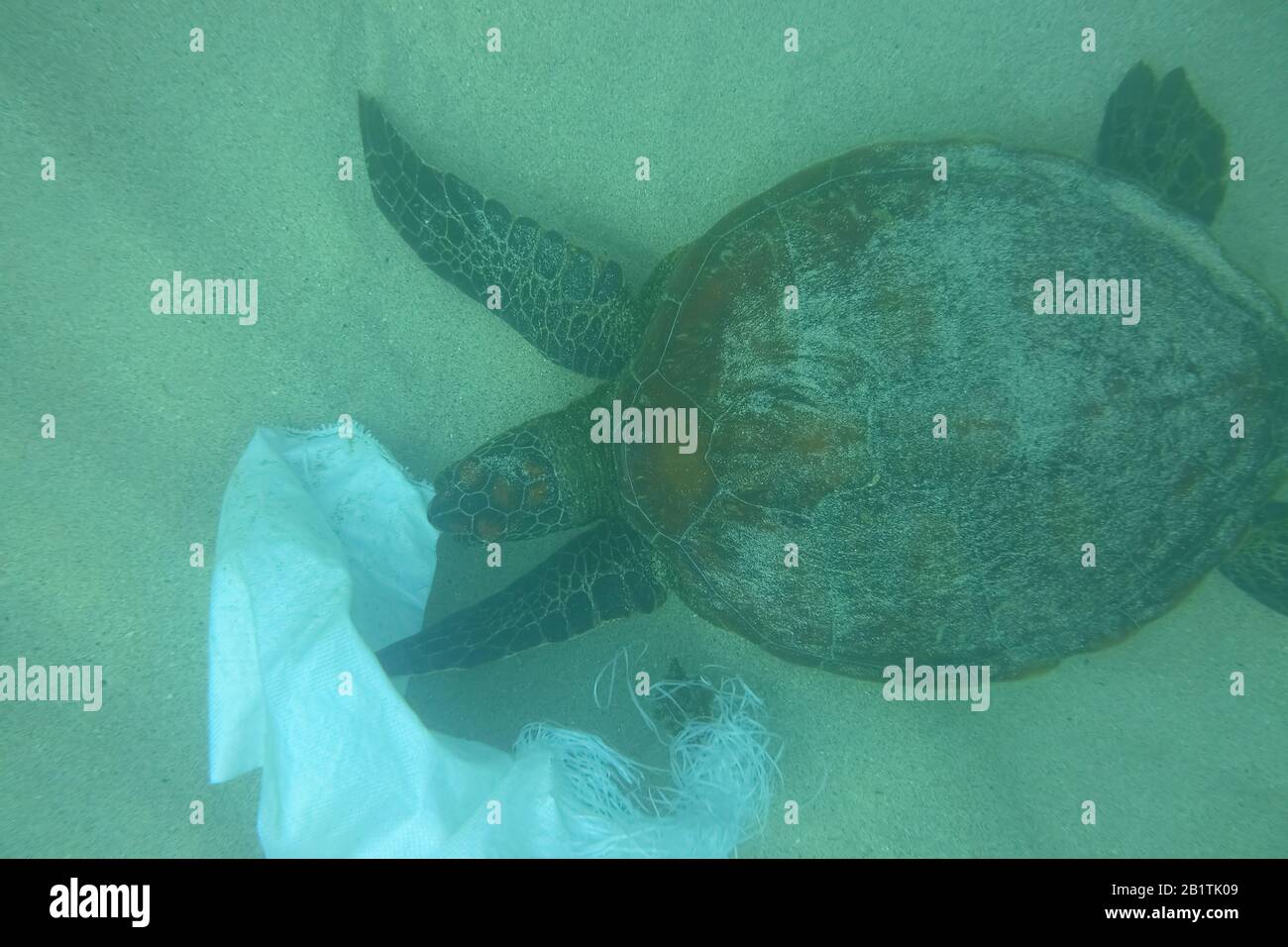 Turtle eating plastic bag hi-res stock photography and images - Alamy