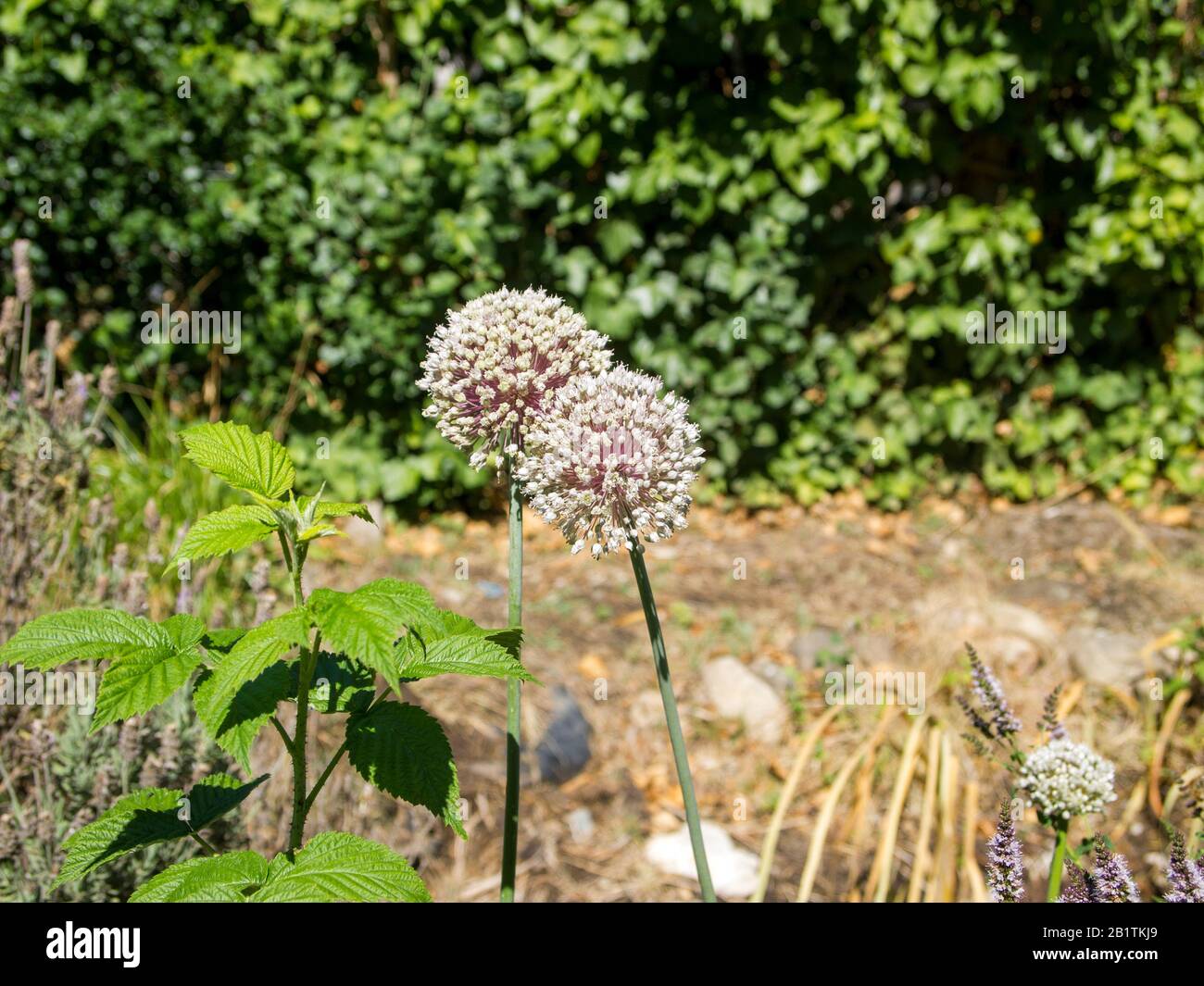 White globe flowers gardens hi-res stock photography and images - Alamy