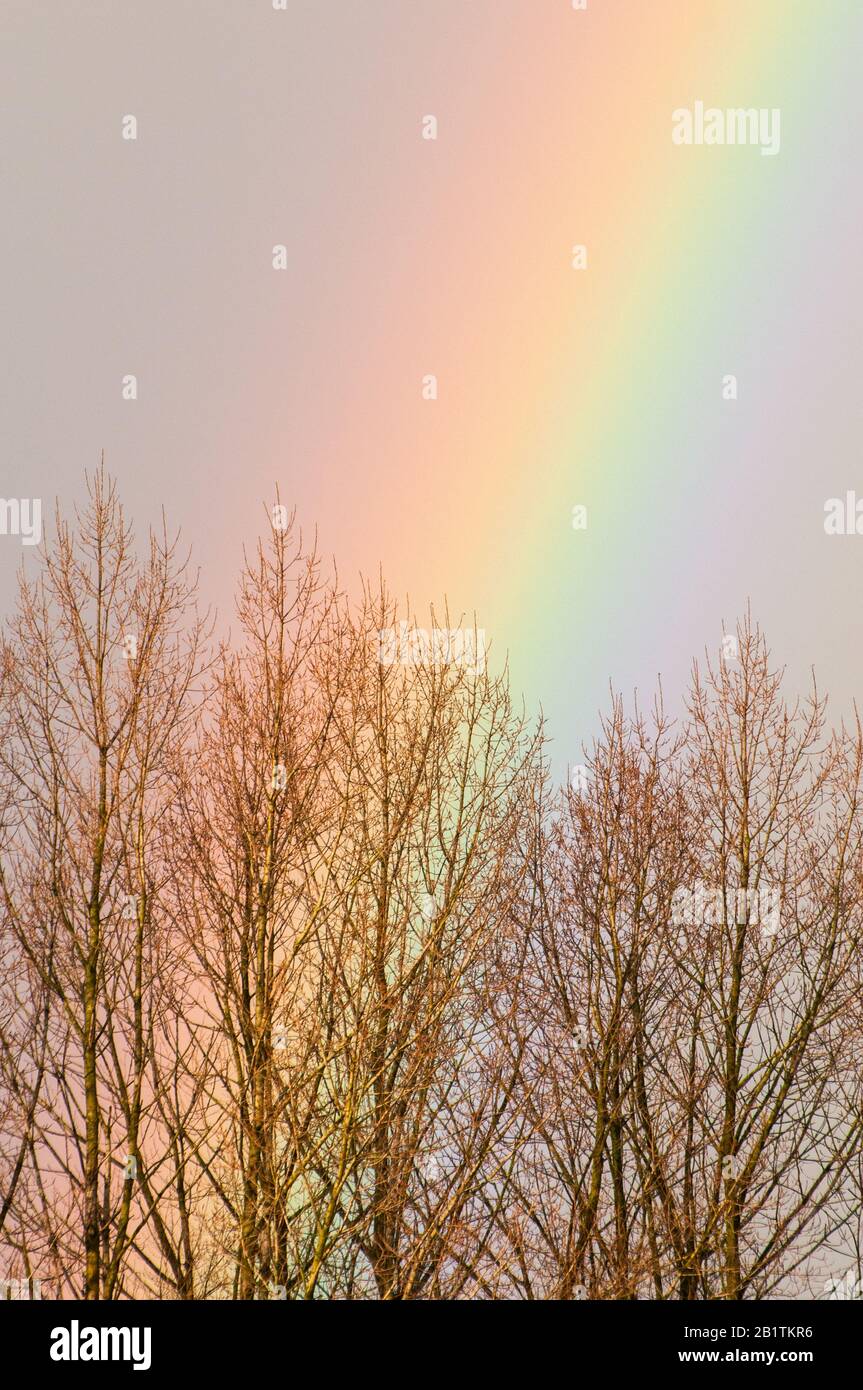 Around the UK - Rainbow colours blending through trees Stock Photo - Alamy