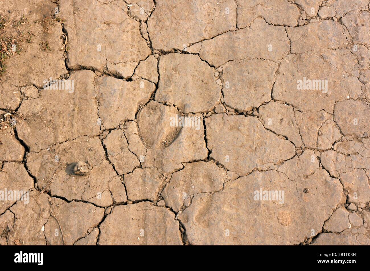 Soil cracks hi-res stock photography and images - Alamy