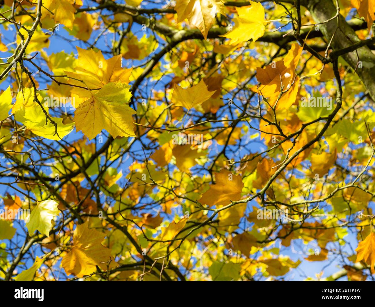 Looking up through the bright yellow autumn leaves of a maple or Acer ...