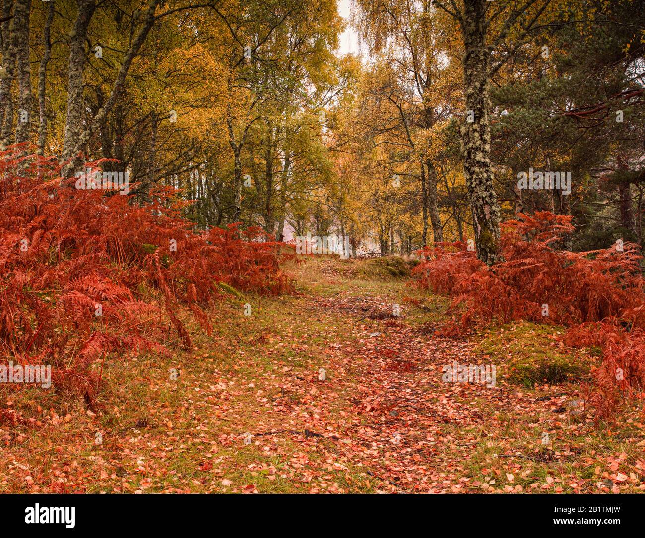The river and woodlands around Little Garve in the Scottish Highlands ...