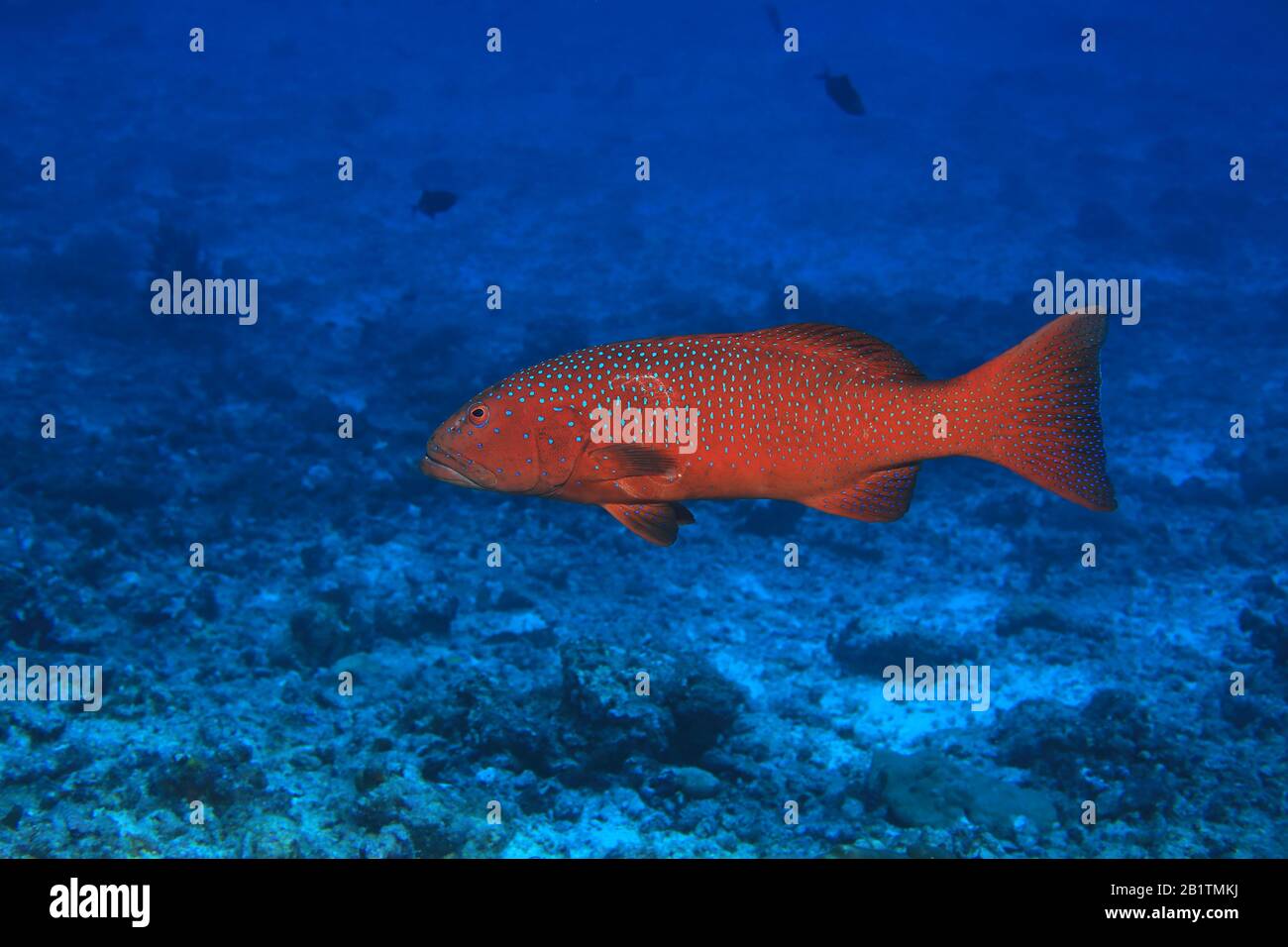 Grouper fish seychelles hi-res stock photography and images - Alamy