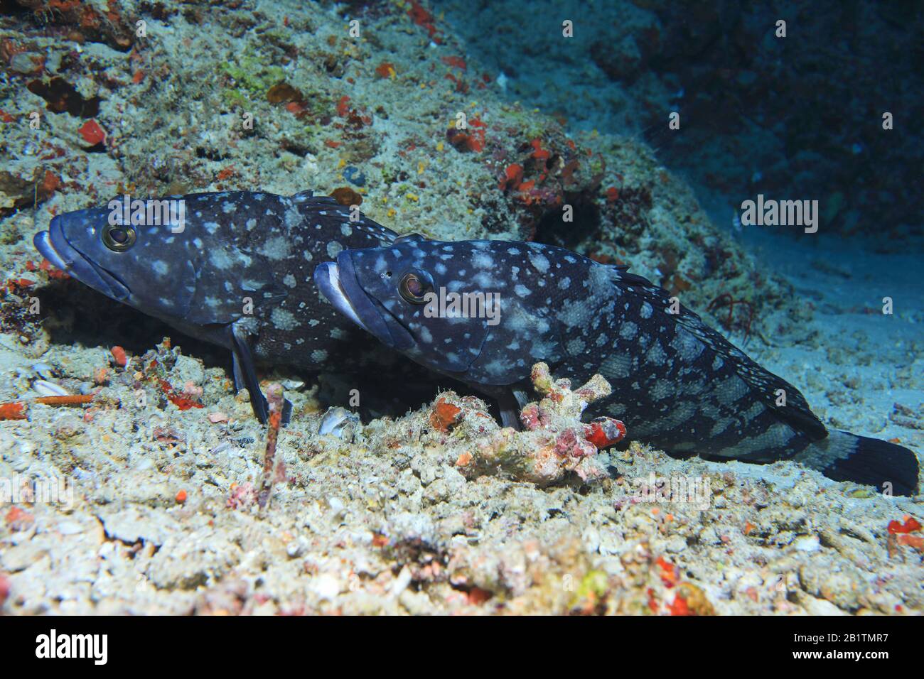 Grouper fish seychelles hi-res stock photography and images - Alamy