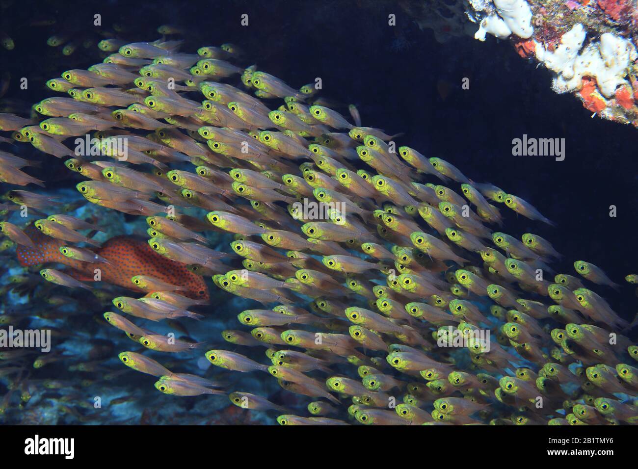 Sweeperfish hi-res stock photography and images - Alamy