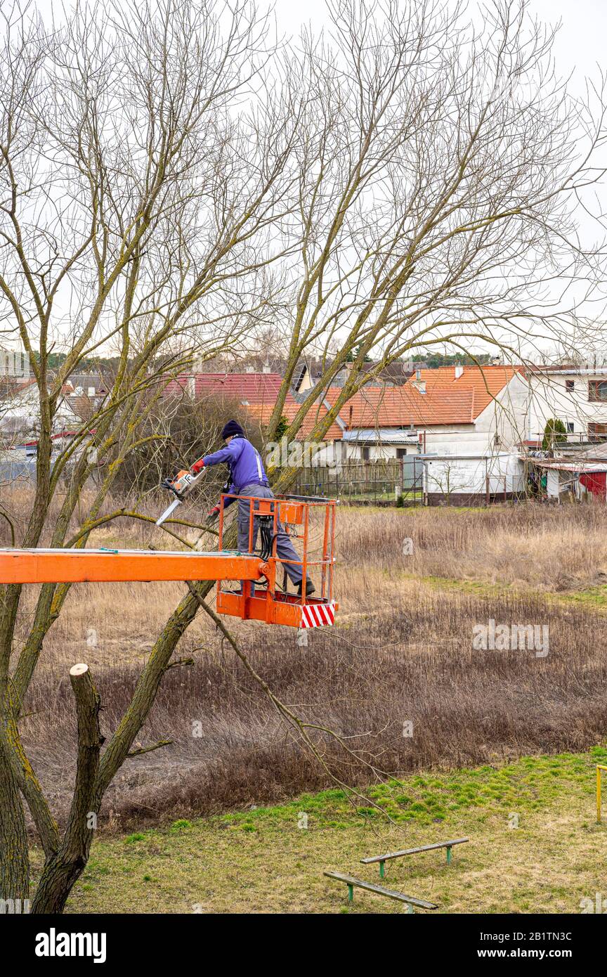 Man on aerial platform pruning branches of tree with chainsaw Stock ...