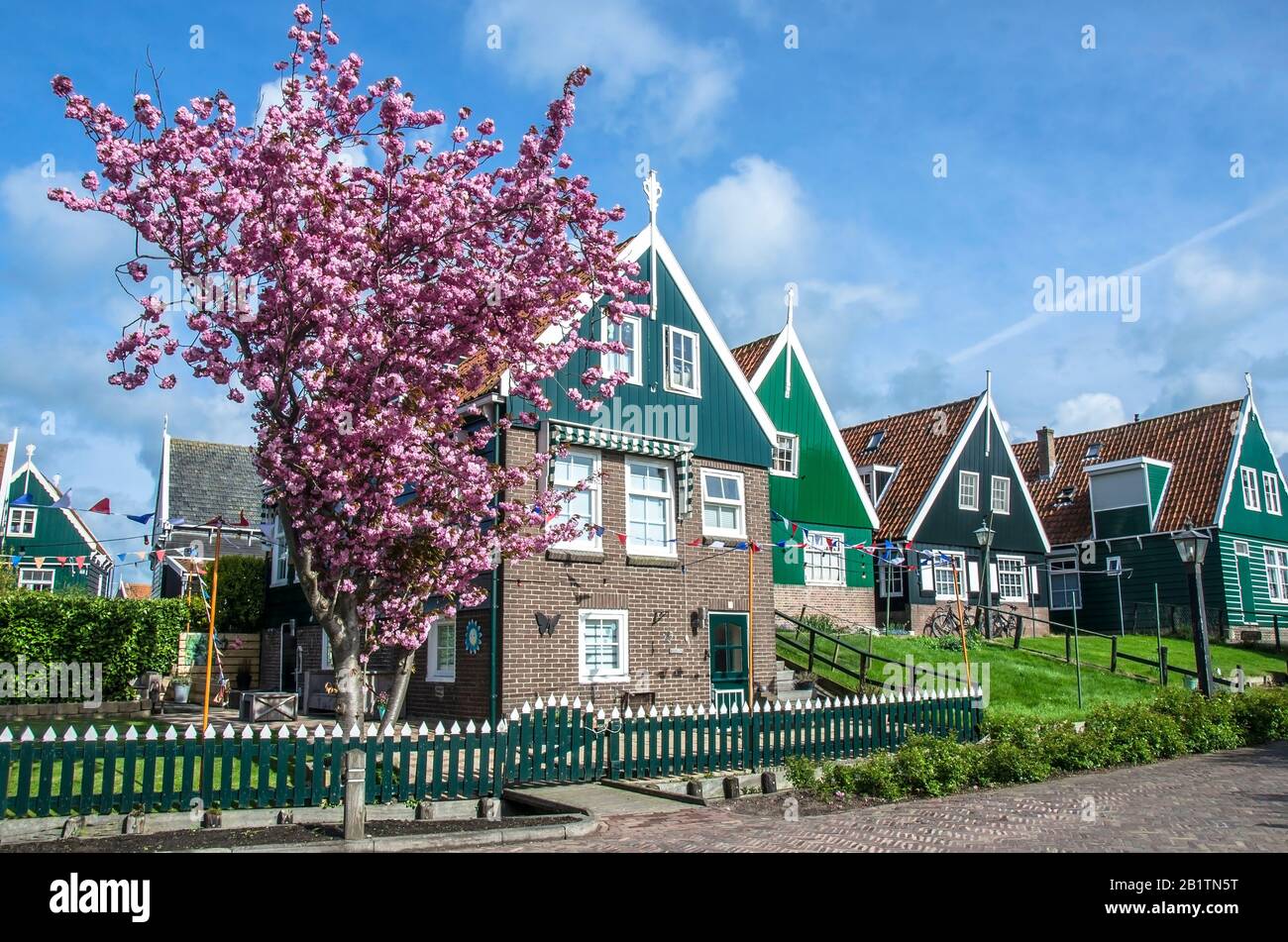 Traditional holland wooden houses and cherry blossoms tree with pink ...