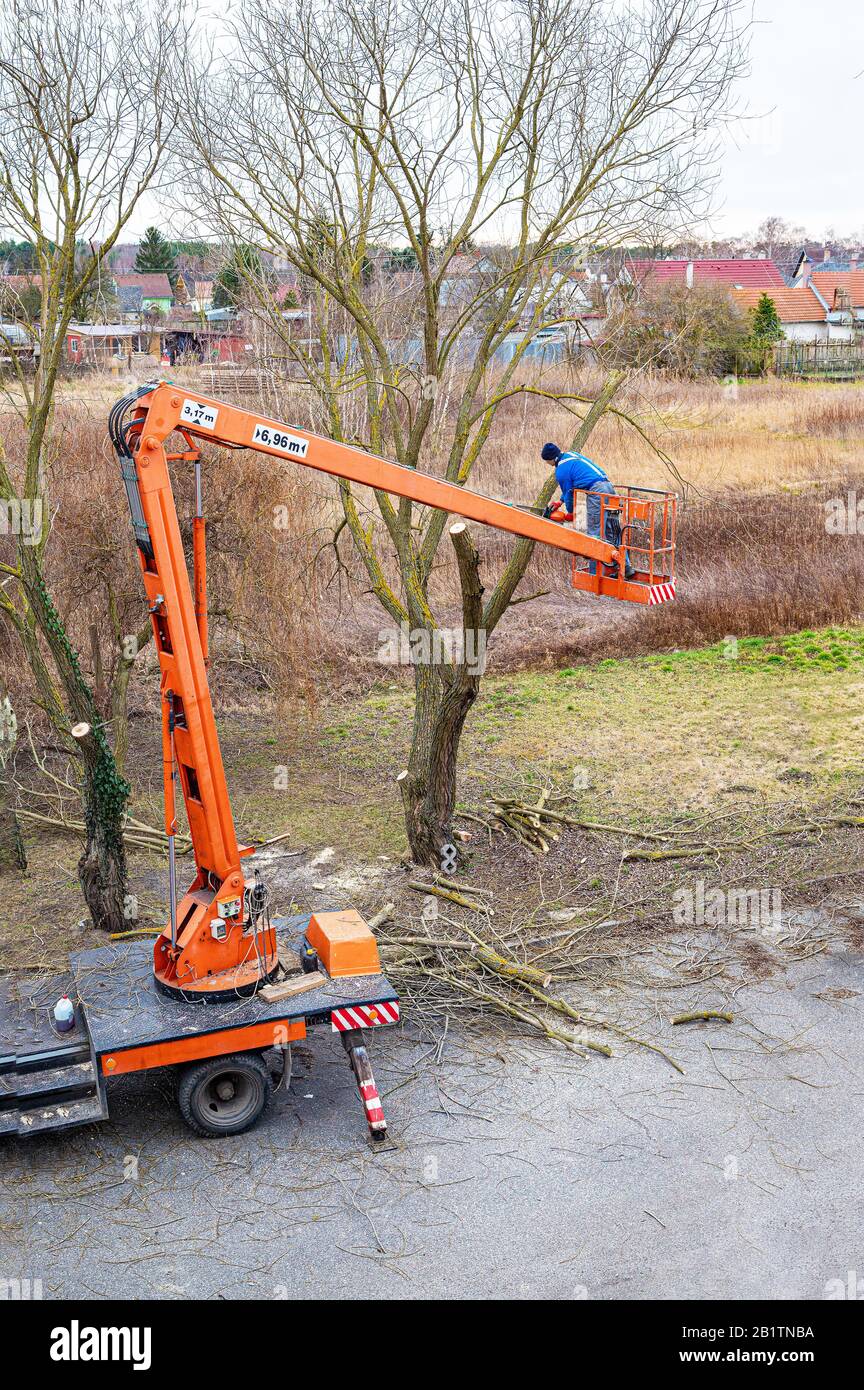 Man on aerial platform pruning branches of tree with chainsaw Stock ...