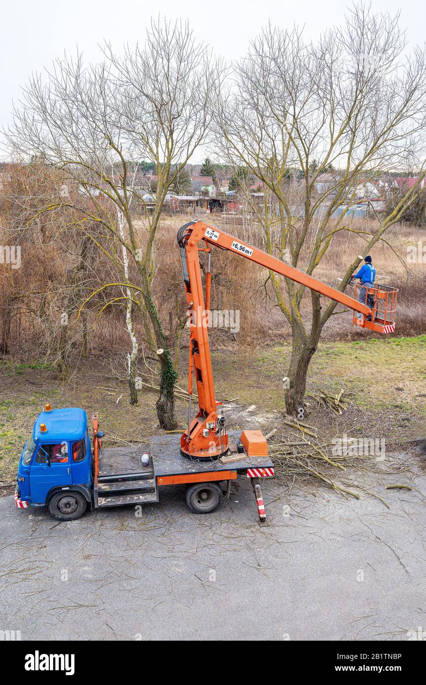 Man on aerial platform pruning branches of tree with chainsaw Stock ...