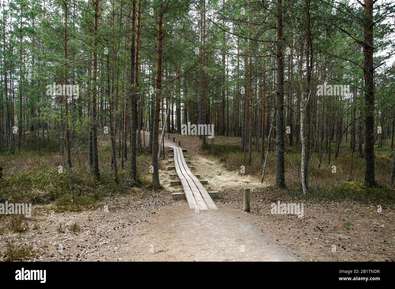 Wooden trail over swamp in Great Kemeri Bog Boardwalk, Latvia, Europe ...