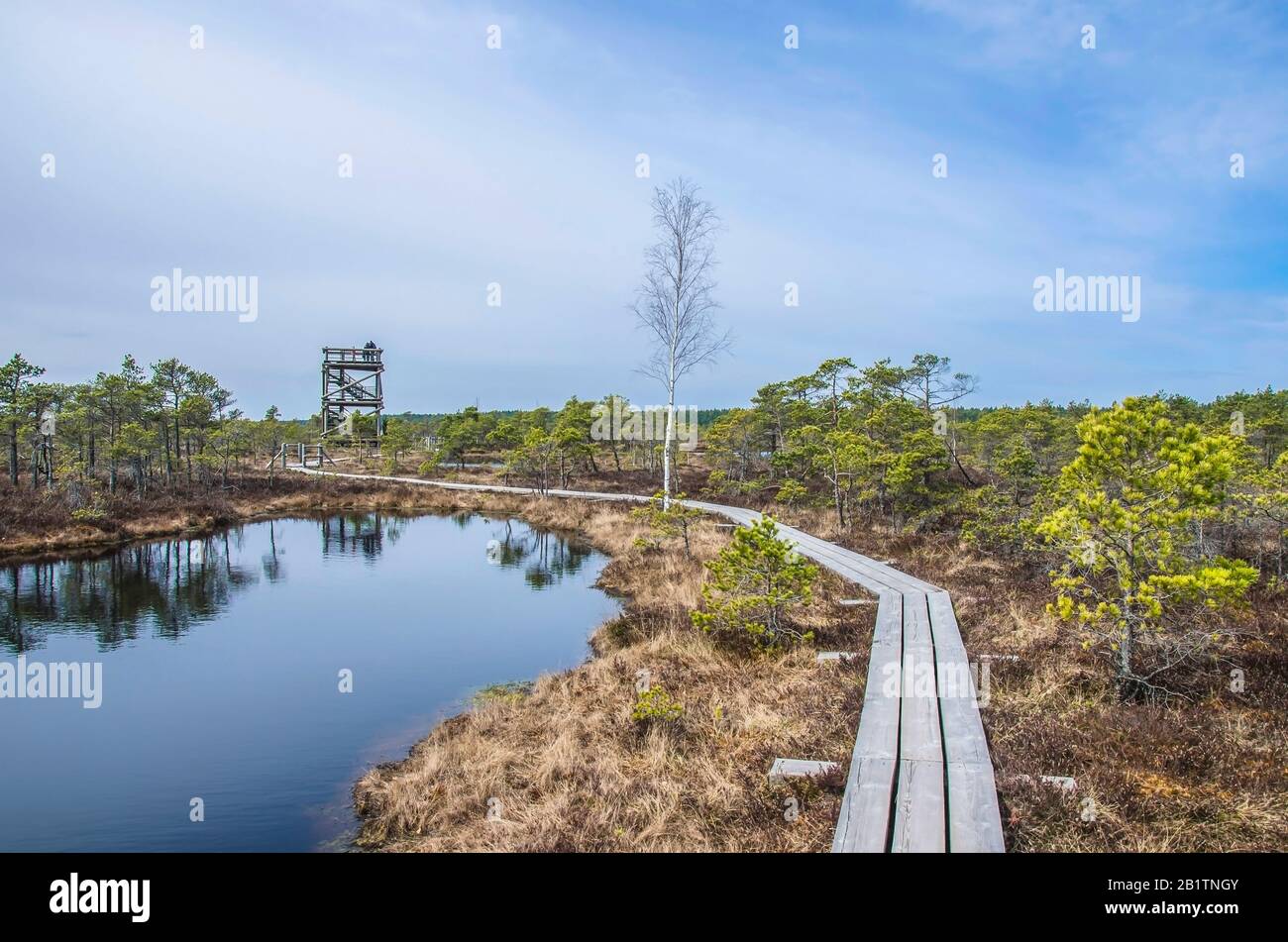 Wooden trail over swamp in Great Kemeri Bog Boardwalk, Latvia, Europe ...