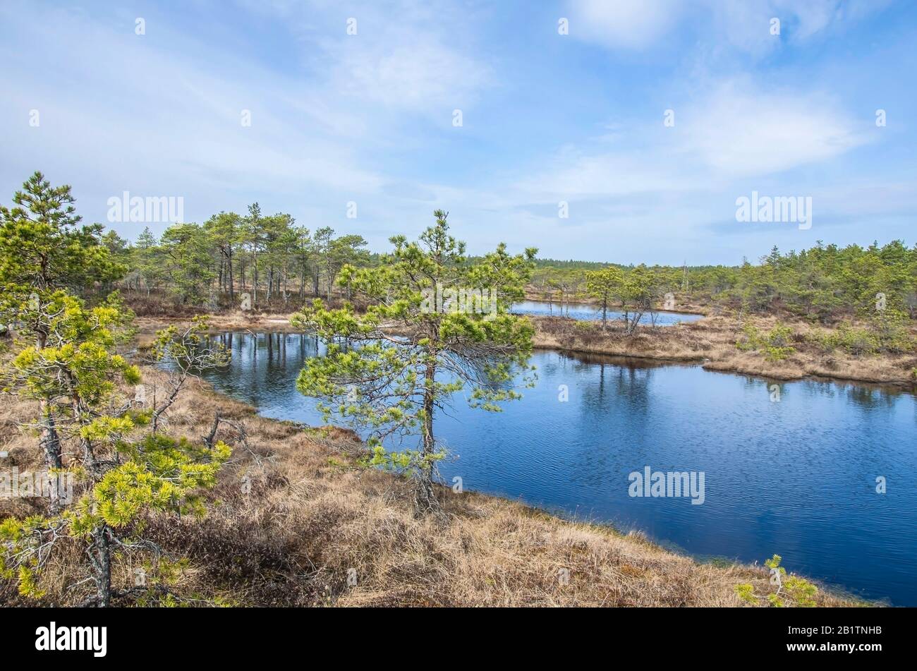 Swamp bog wetland boardwalk hi-res stock photography and images - Alamy