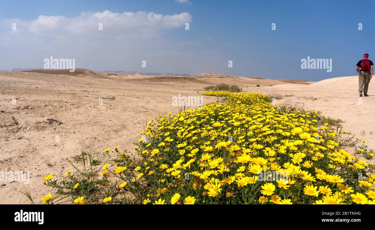 Hiking in spring desert health and ecology tourism Stock Photo - Alamy