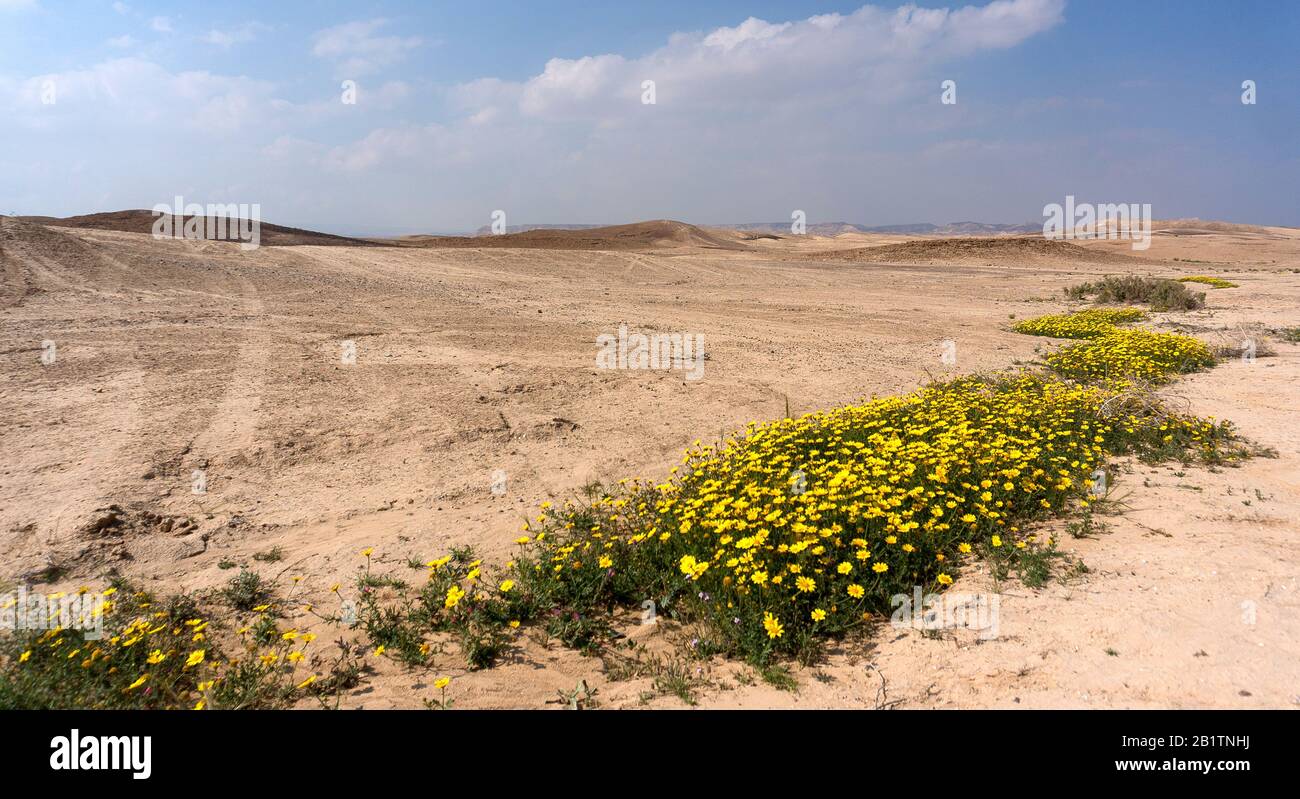 Hiking in spring desert health and ecology tourism Stock Photo - Alamy