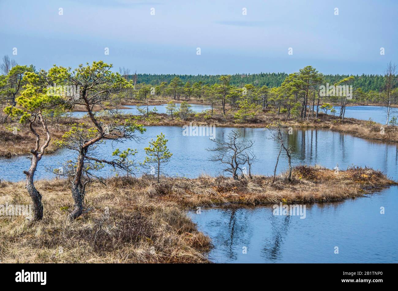 Swamp Bog Wetland Boardwalk High Resolution Stock Photography and ...