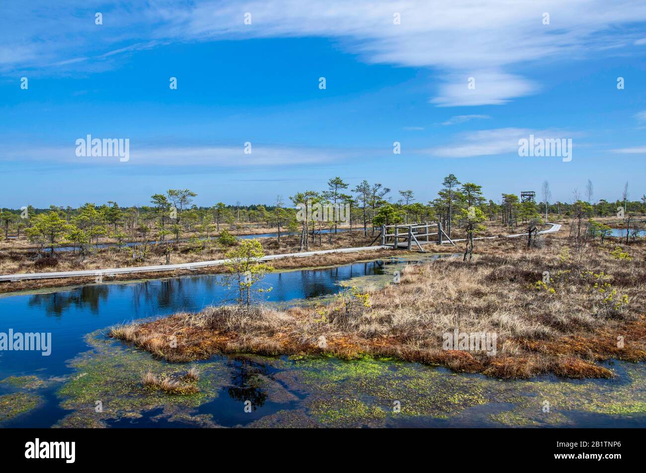Swamp Bog Wetland Boardwalk High Resolution Stock Photography and ...