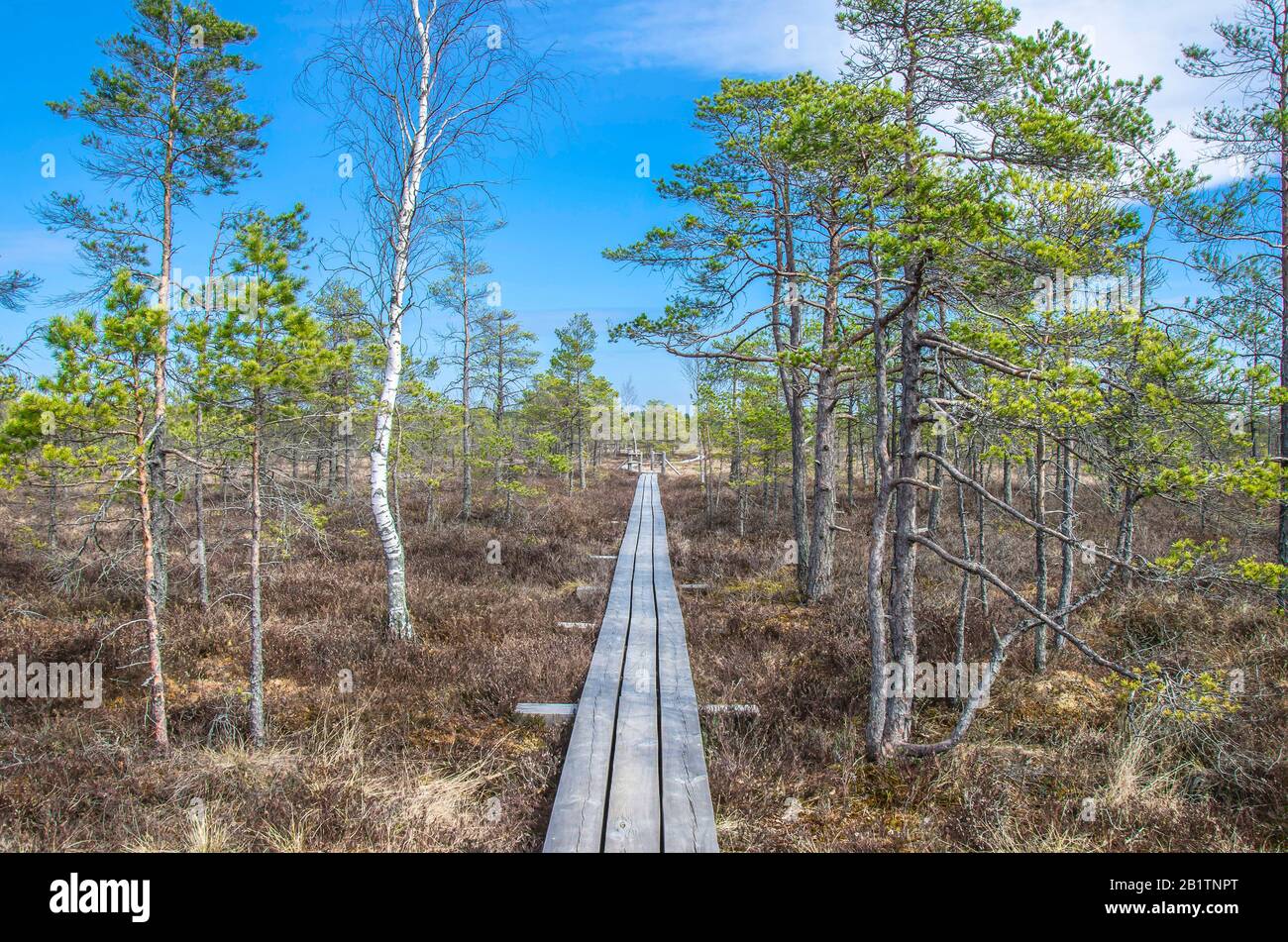 Wooden trail over swamp in Great Kemeri Bog Boardwalk, Latvia, Europe ...