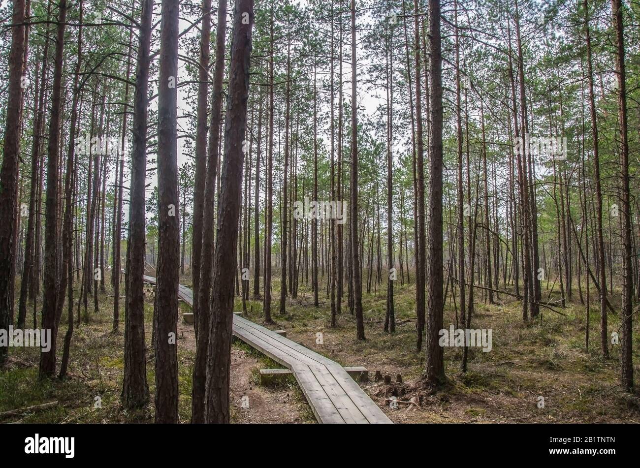 Wooden trail over swamp in Great Kemeri Bog Boardwalk, Latvia, Europe ...