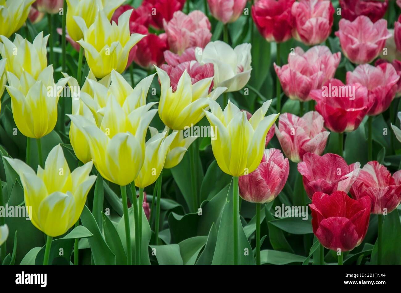 Yellow and red tulips growing and blossom in the garden. Beautiful ...