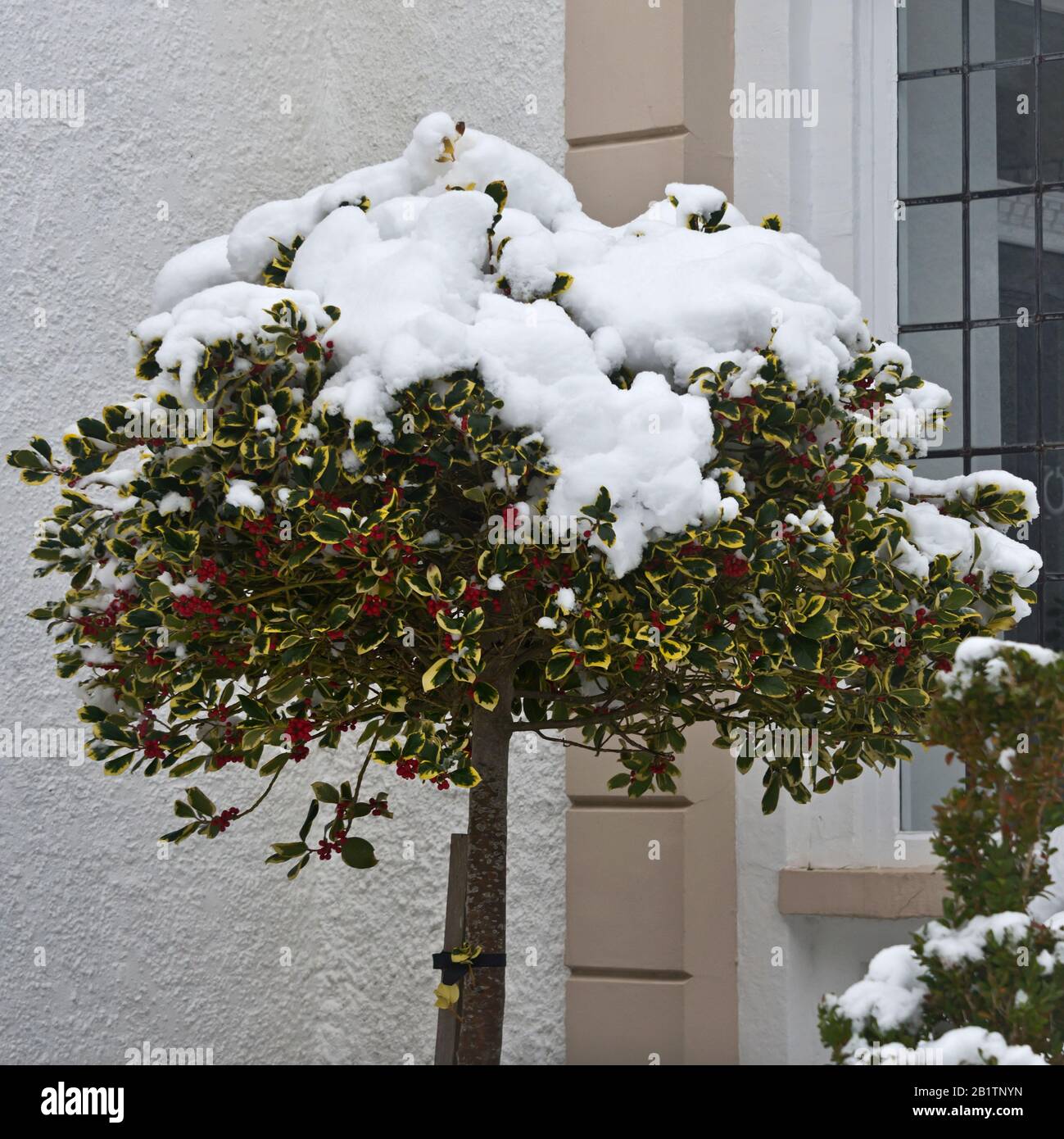 a snow covered Holly bush outside a cottage in the village of Stoke St ...