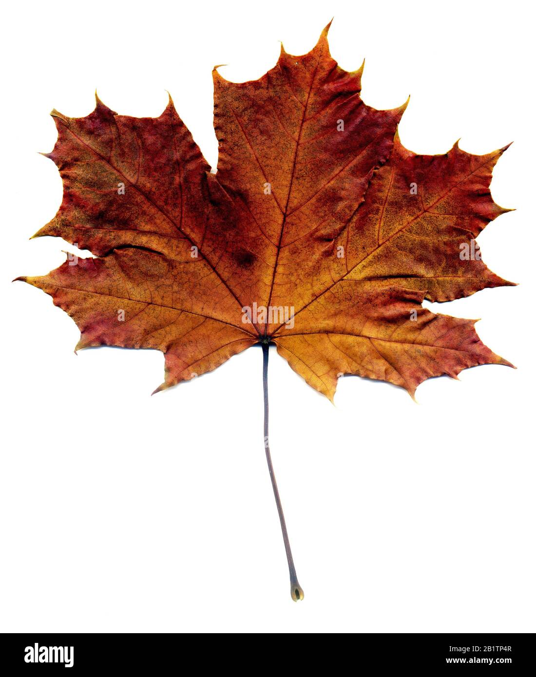 Highly detailed Autumn Maple leaf, macro background Stock Photo - Alamy