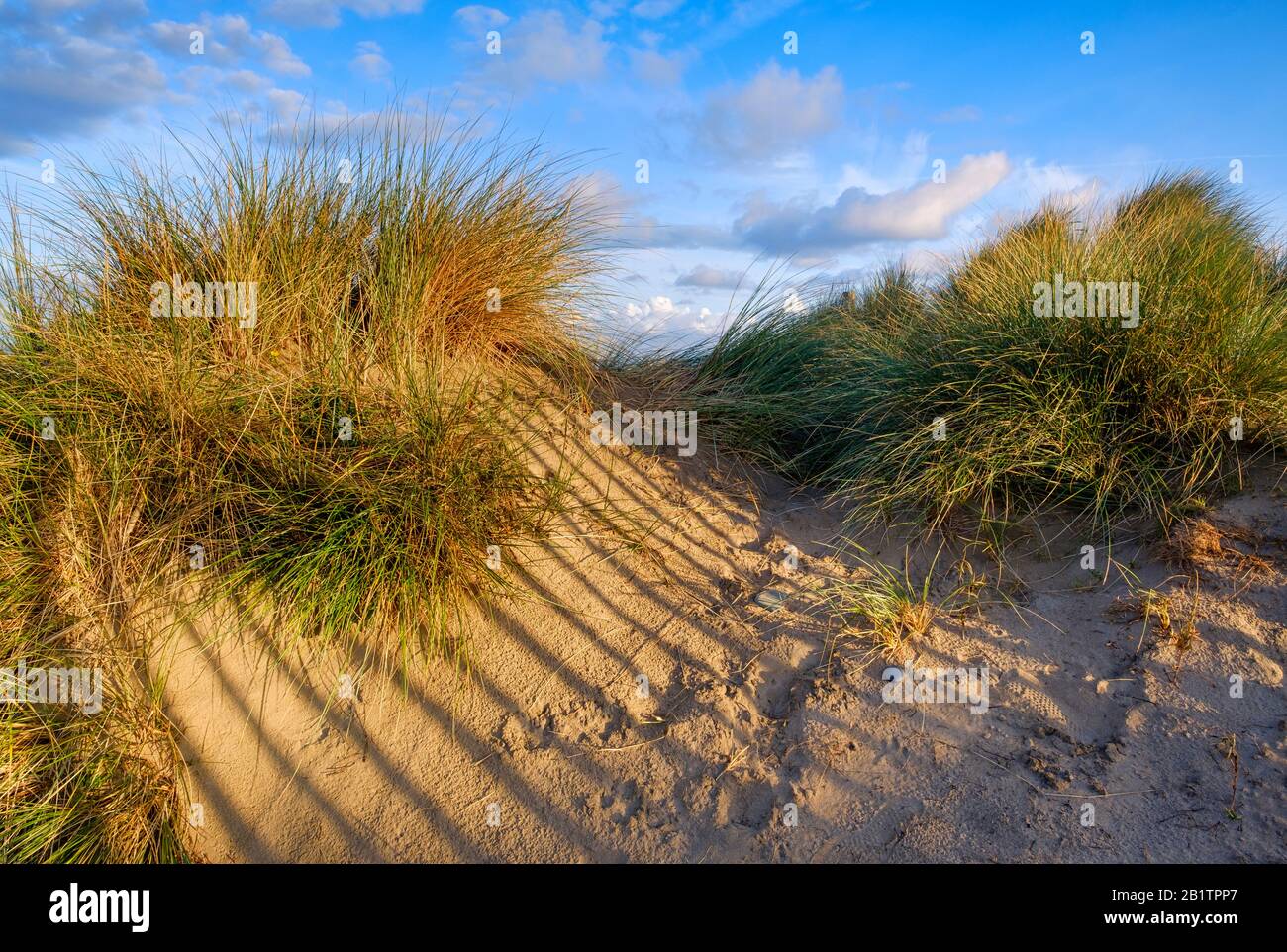 Sand dunes on the edge of Westward Ho! Beach, part of the North Devon ...