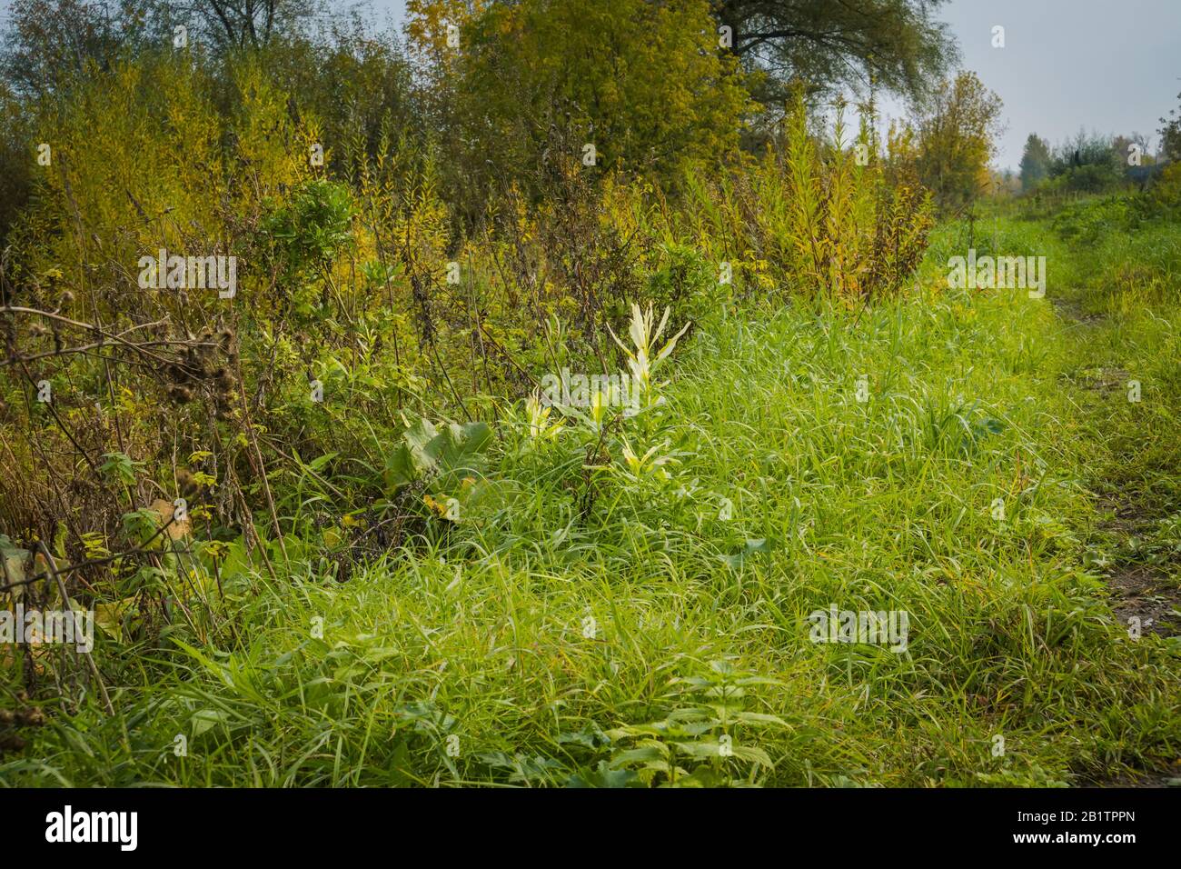 Fall season in the countryside, peaceful landscape Stock Photo - Alamy