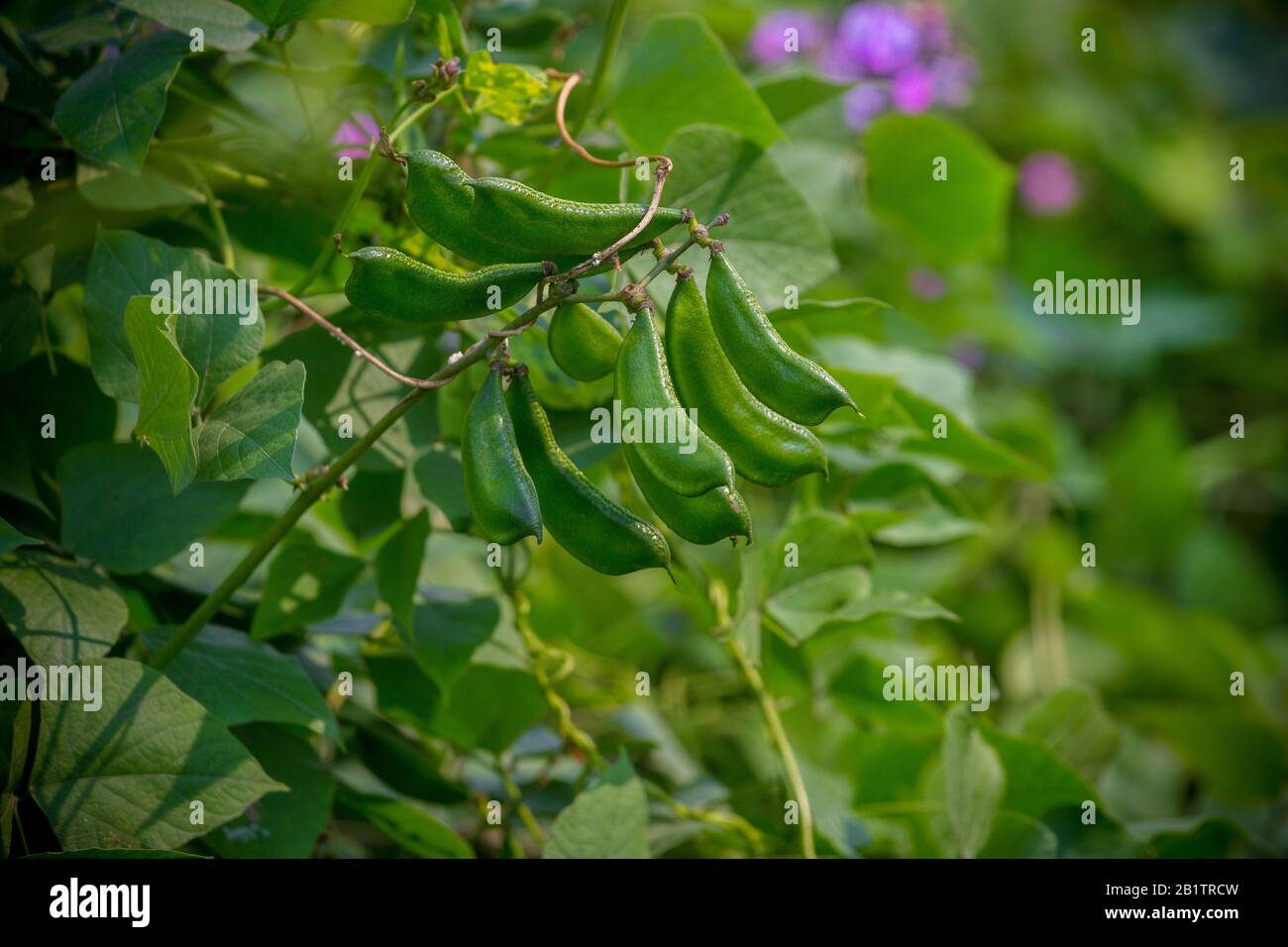 Hyacinth bean is commonly known as seim in Bangladesh Stock Photo - Alamy