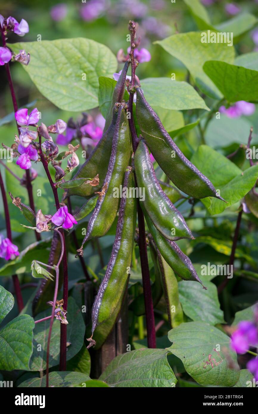 Seim beans hi-res stock photography and images - Alamy