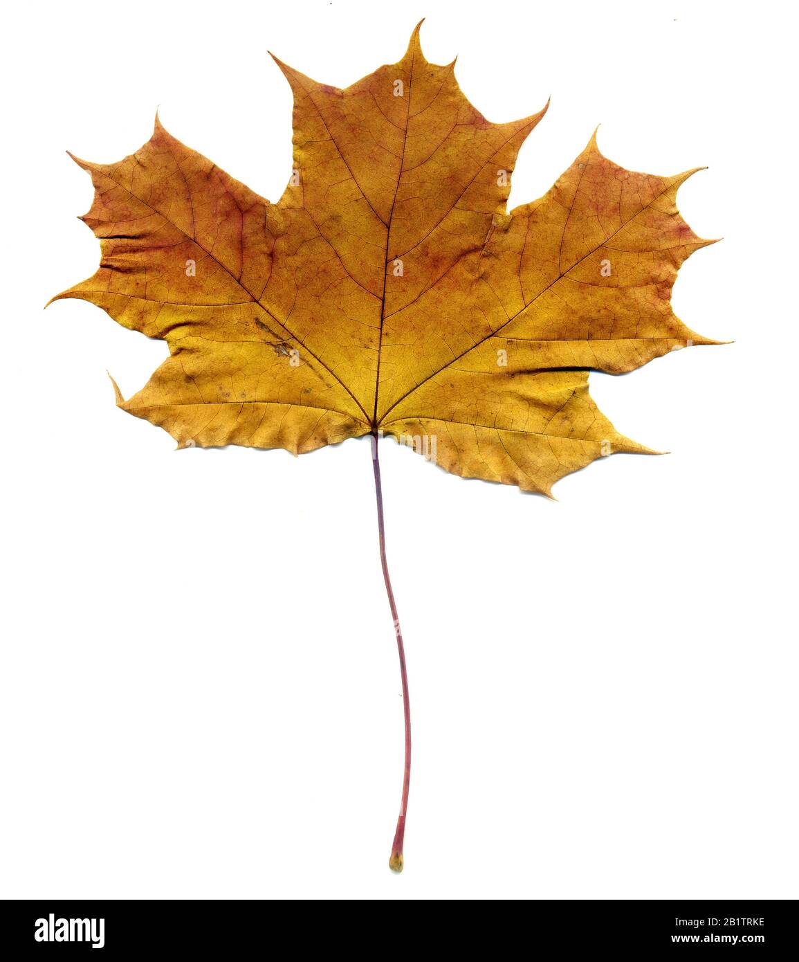 Highly detailed Autumn Maple leaf, macro background Stock Photo - Alamy