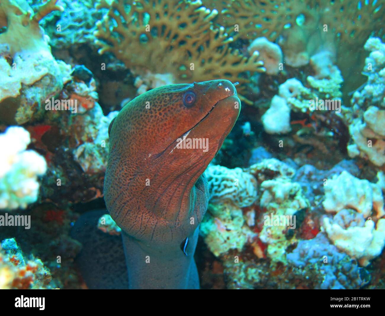 Riesenmuraene (Gymnothorax javanicus), Korallenriff, St. Johns-Riff ...