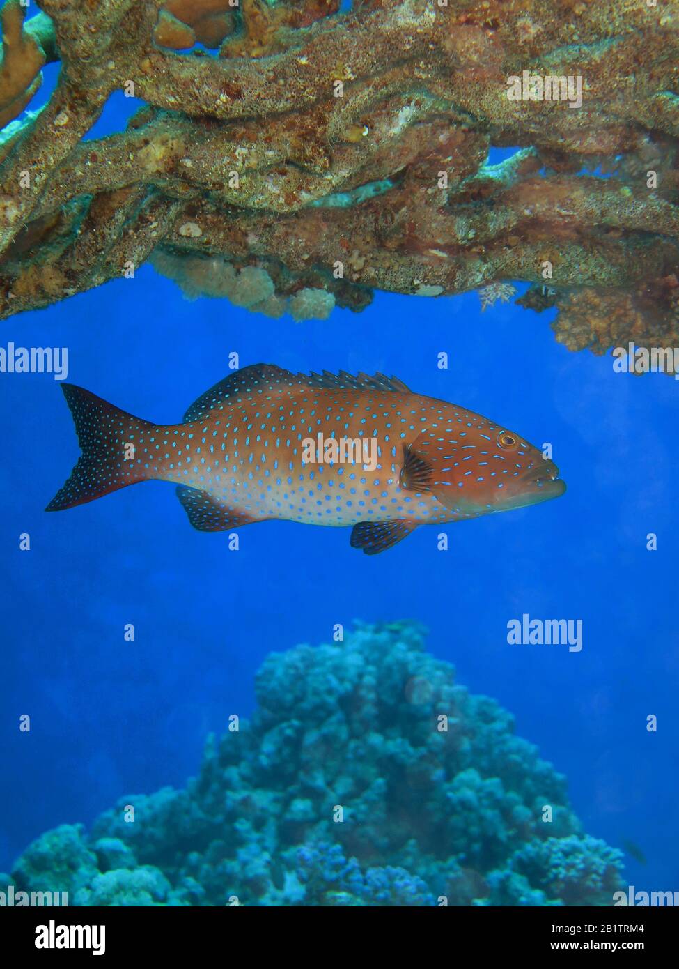 Zackenbarsch hi-res stock photography and images - Alamy